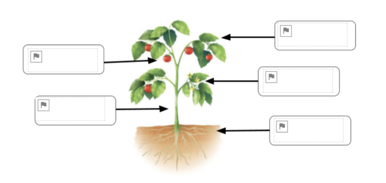 Complete Guide to Drag and Drop Interactive Activities