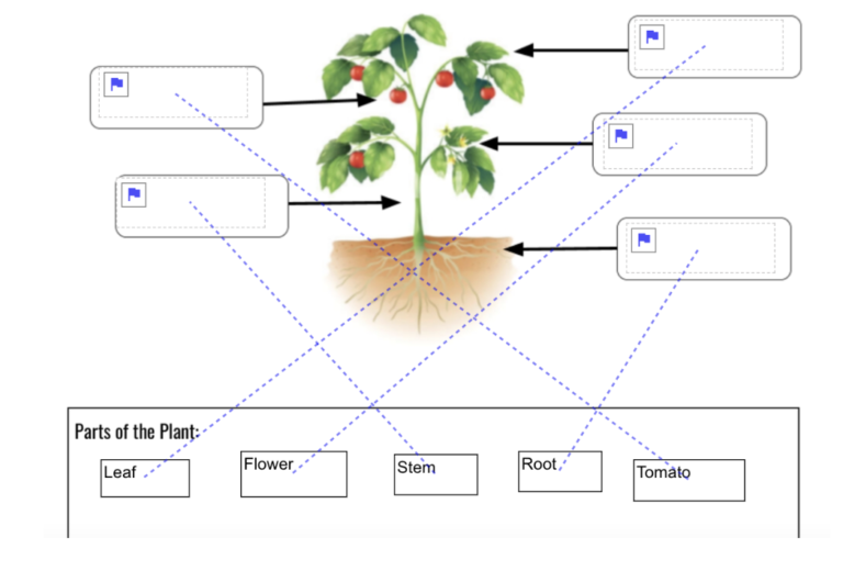 Complete Guide to Drag and Drop Interactive Activities