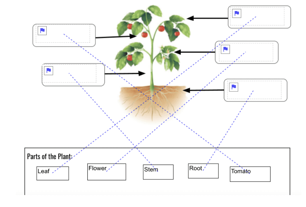 Complete Guide to Drag and Drop Interactive Activities